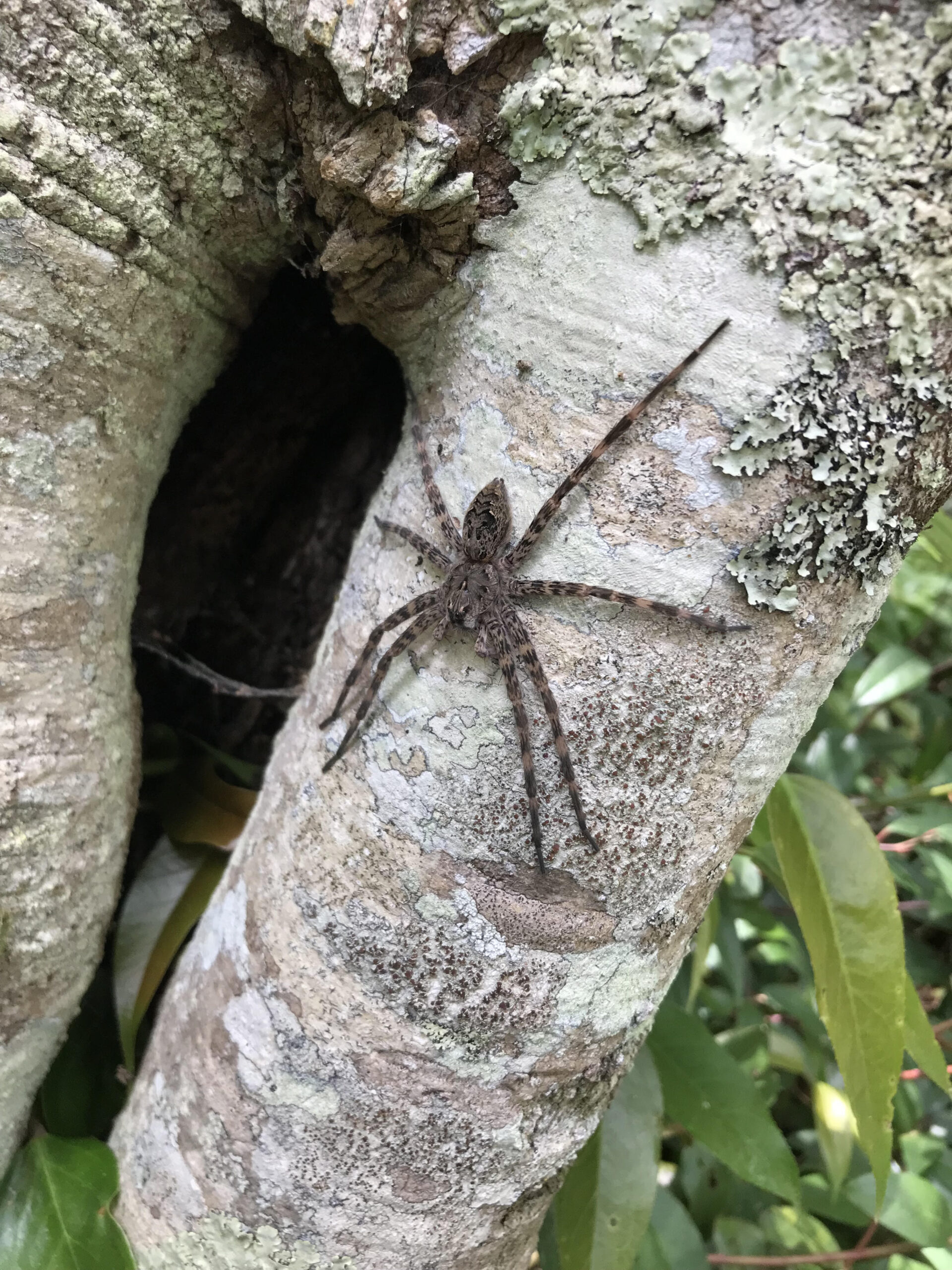 Along Came A Spider-August Village Nature Series - The Village Green Of ...